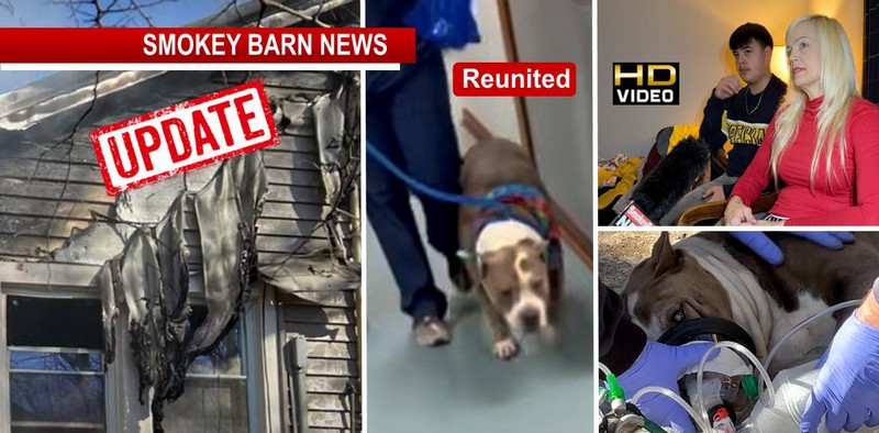 Video: Homeless After Fire, Springfield Family Reaches Out... (Dog ...